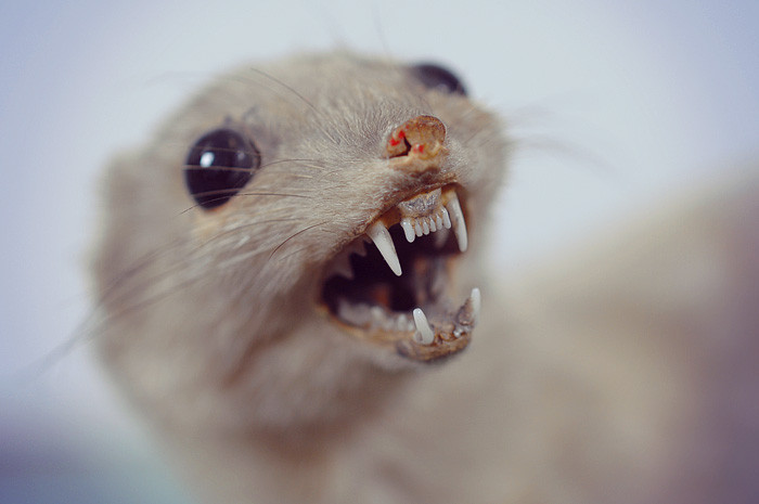 The Stoating of Europe | Life, liberty & the non-pursuit of socialism